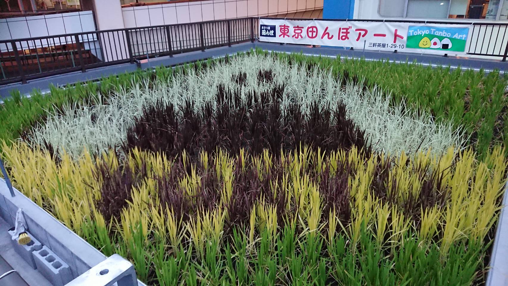 都会の真ん中で田んぼアート! | 田んぼアートニッポン