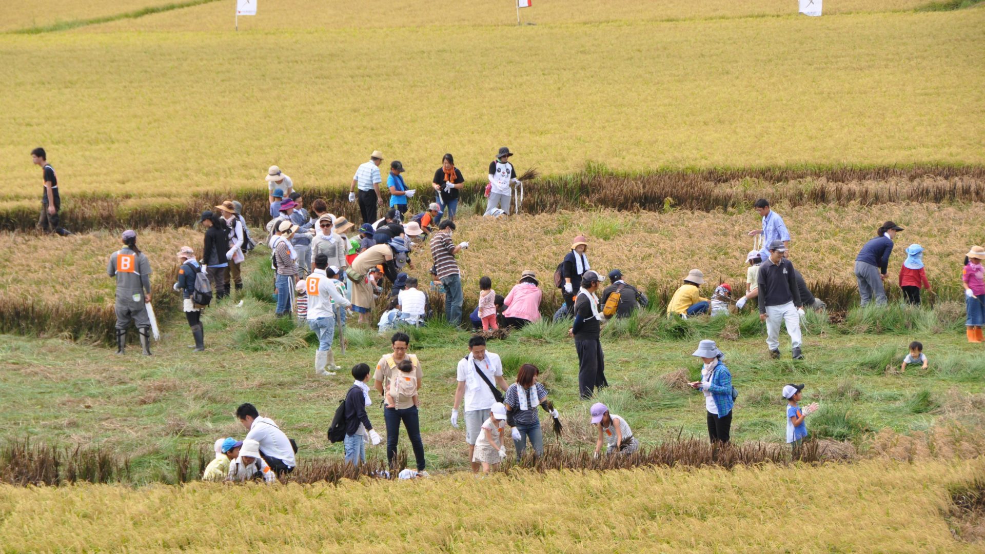 愛知県安城市 | 田んぼアートニッポン