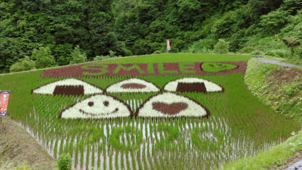 新潟県十日町市 | 田んぼアートニッポン